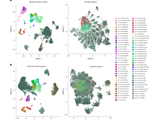 The story of a cortex cell atlas, developed in Africa, now published in ... The story of a cortex cell atlas, developed in Africa, now published in ...